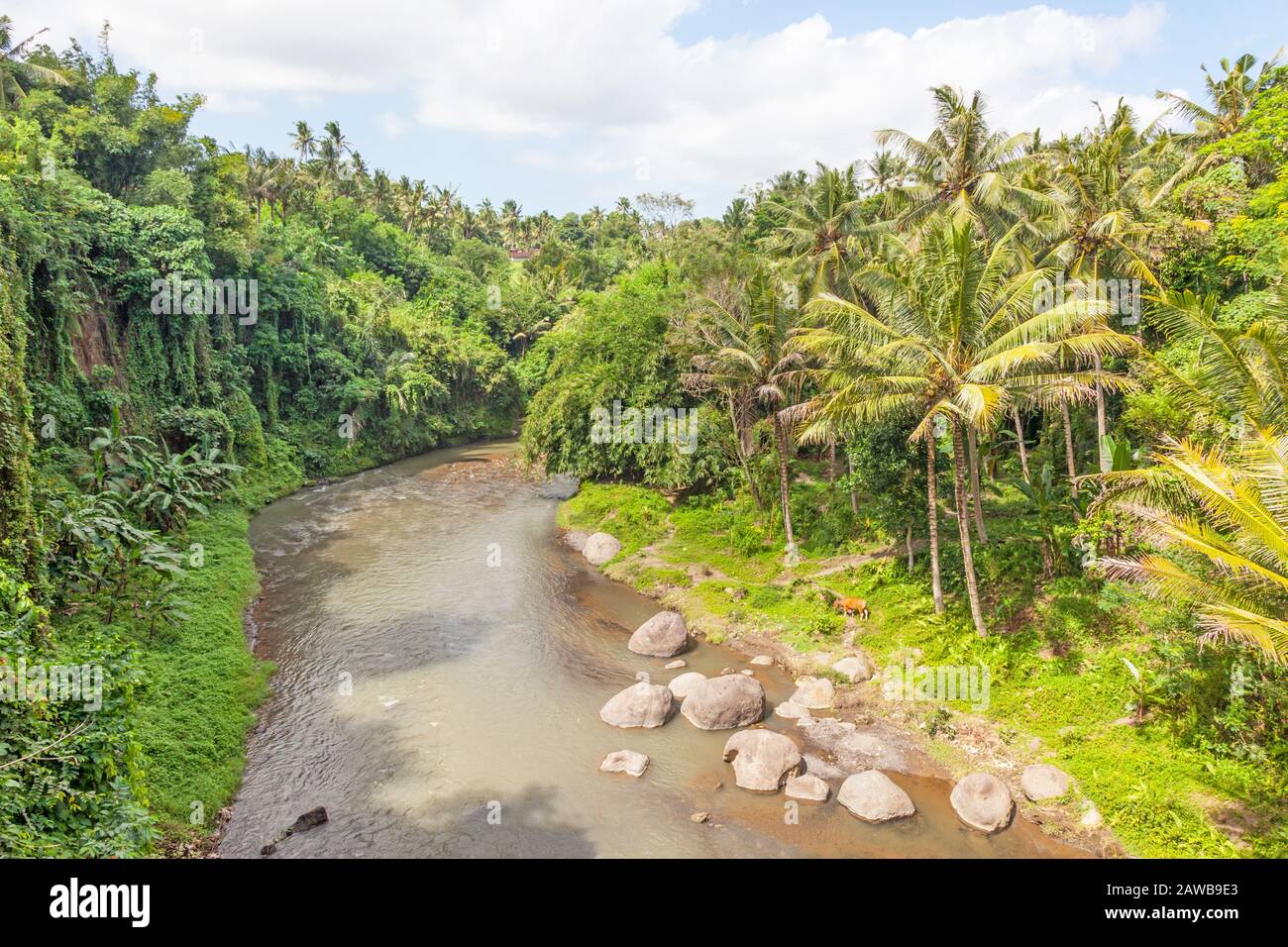 A river flowing through tropical forest in Central Bali, Indonesia ...