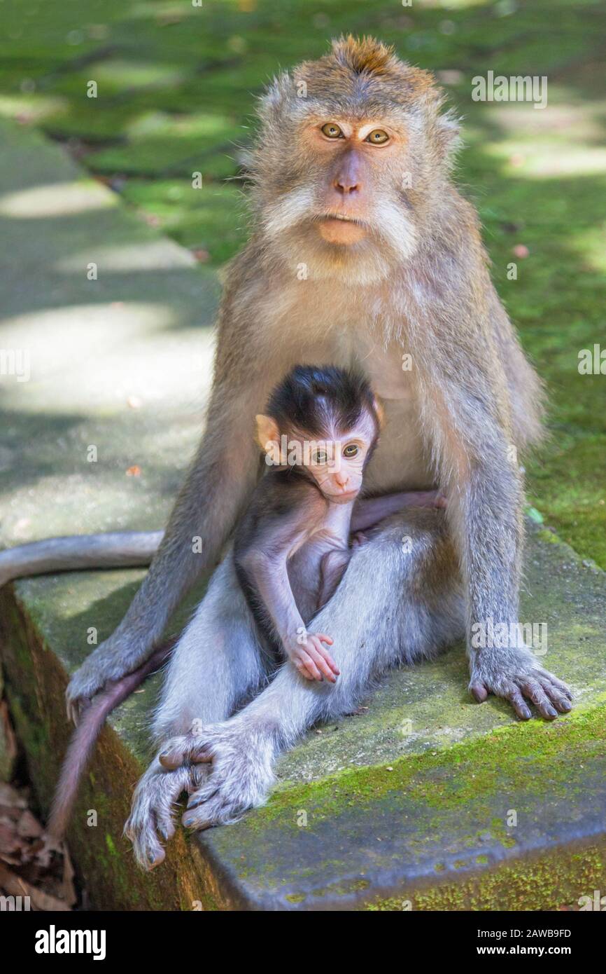 Philippines wildlife macaque hi-res stock photography and images - Alamy