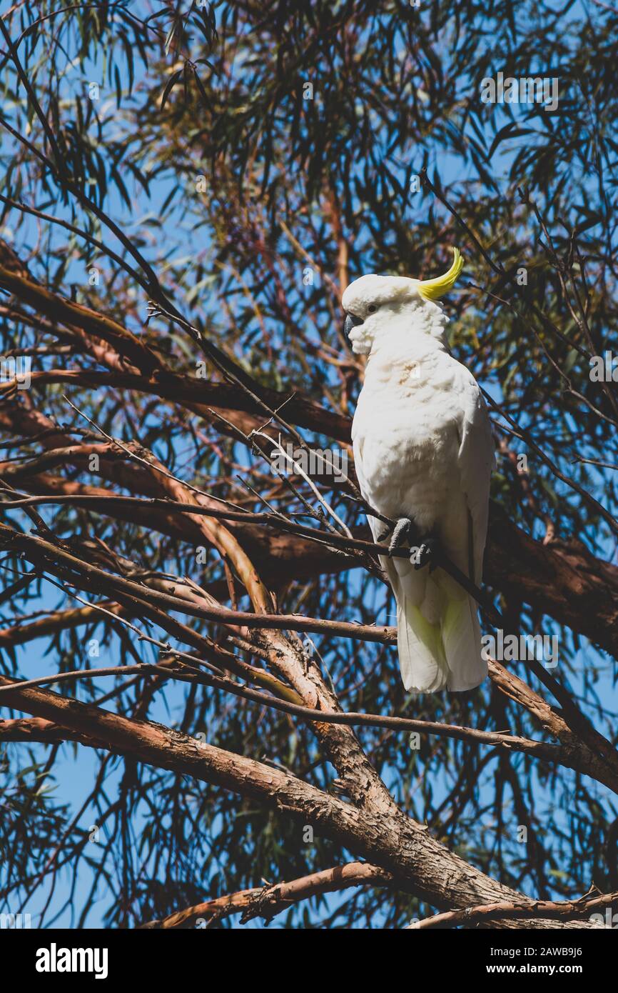 sulphur crested cockatoo on top of tree branches eating fruits shot in ...