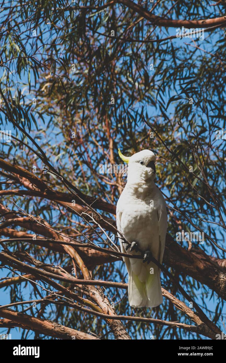 sulphur crested cockatoo on top of tree branches eating fruits shot in ...