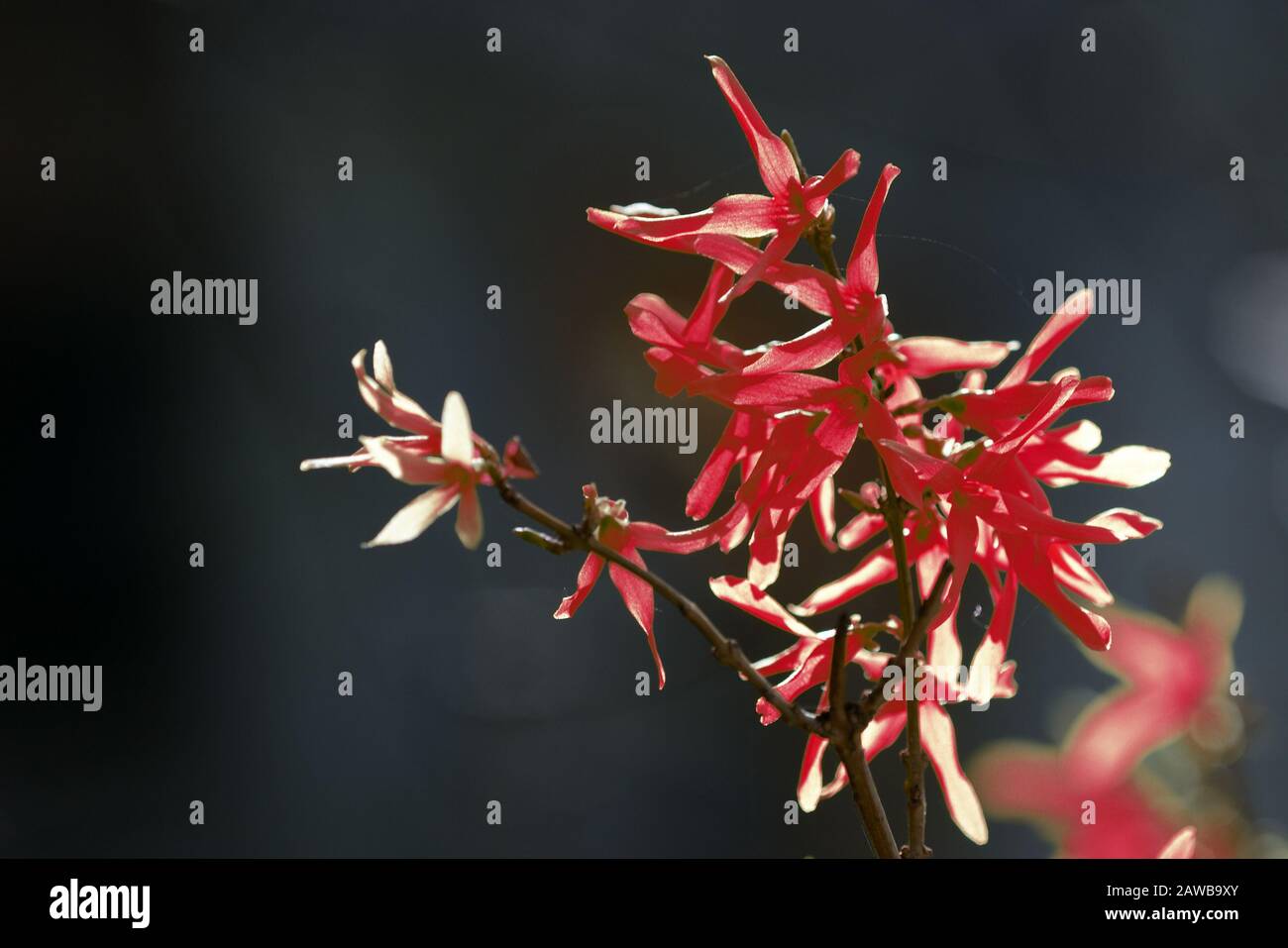 Flowering forsythia bush unusual red color on a sunny spring day close ...