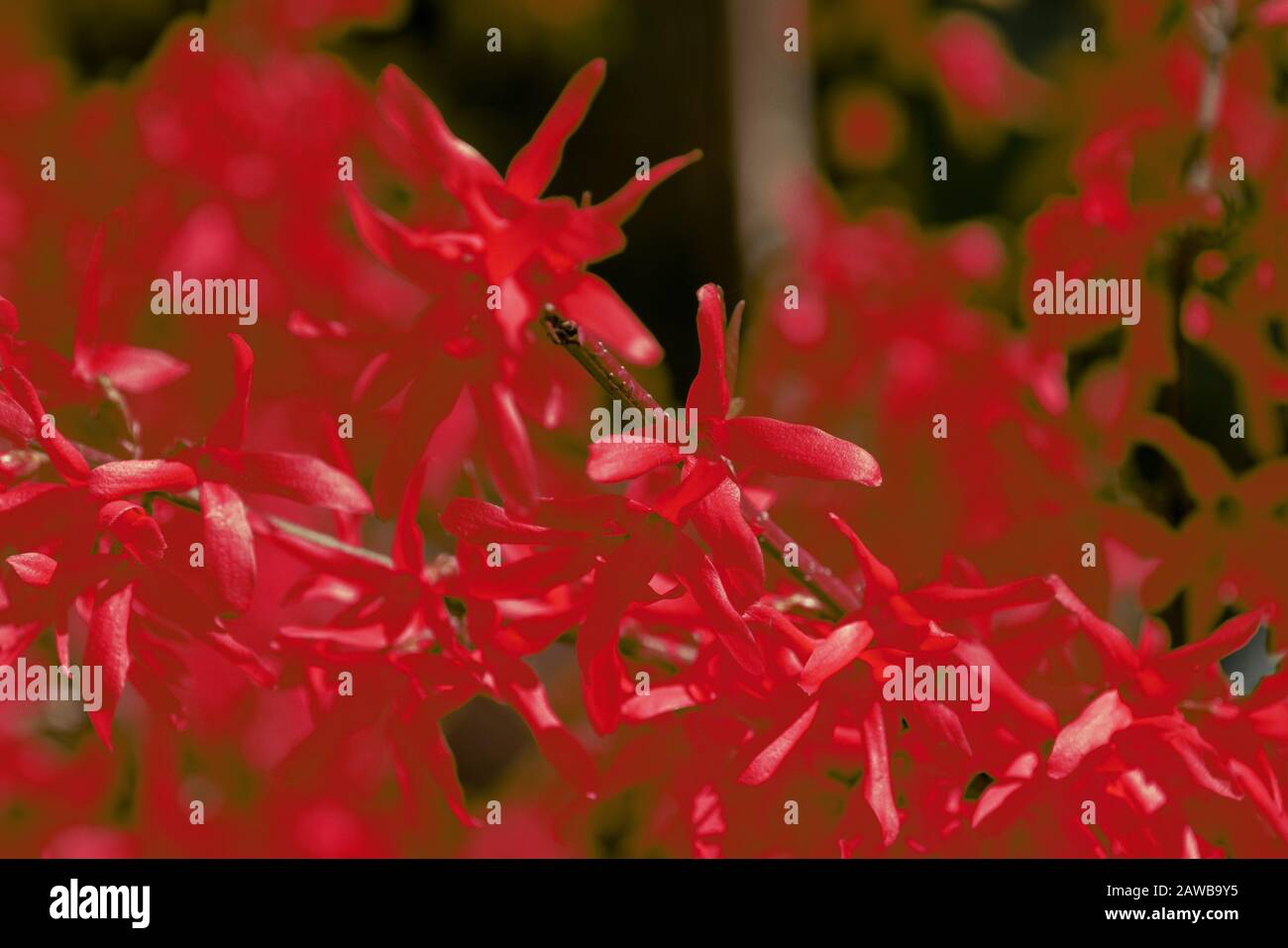 Flowering forsythia bush unusual red color on a sunny spring day close ...