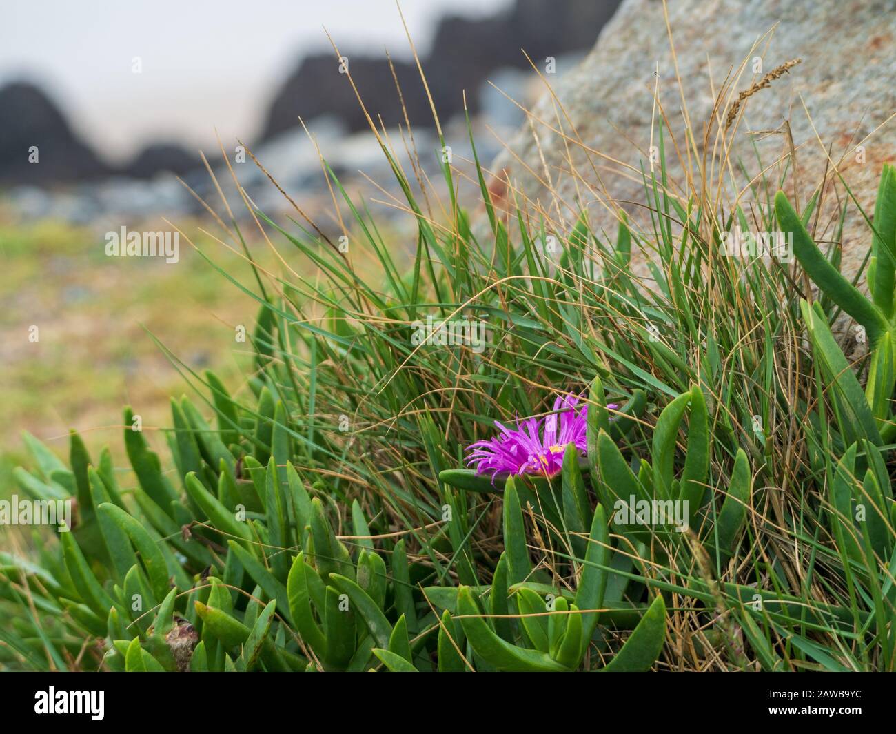 Single pink bloom on a succulent growing by the sea Stock Photo - Alamy