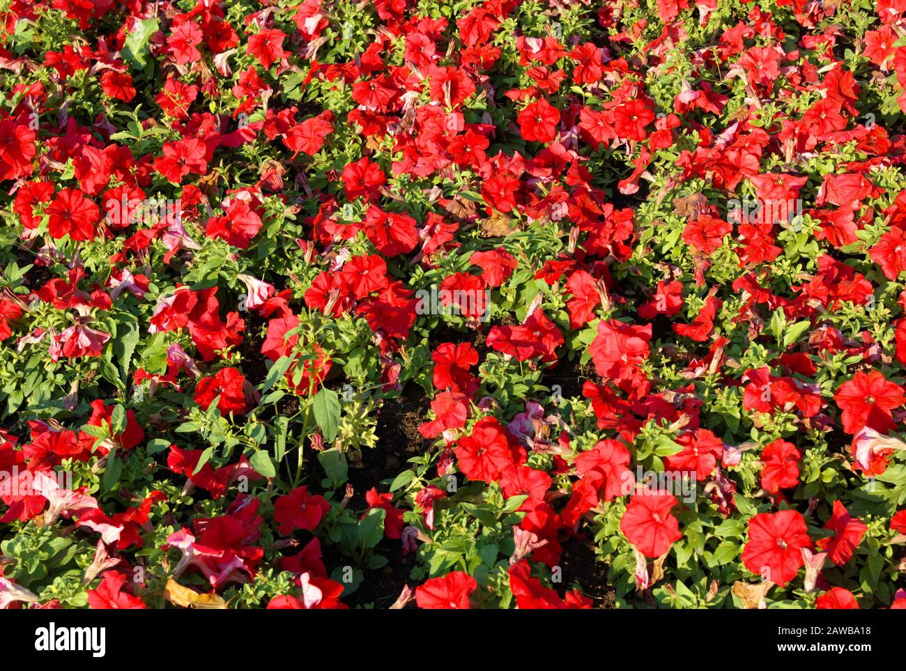 red little flowers Stock Photo - Alamy