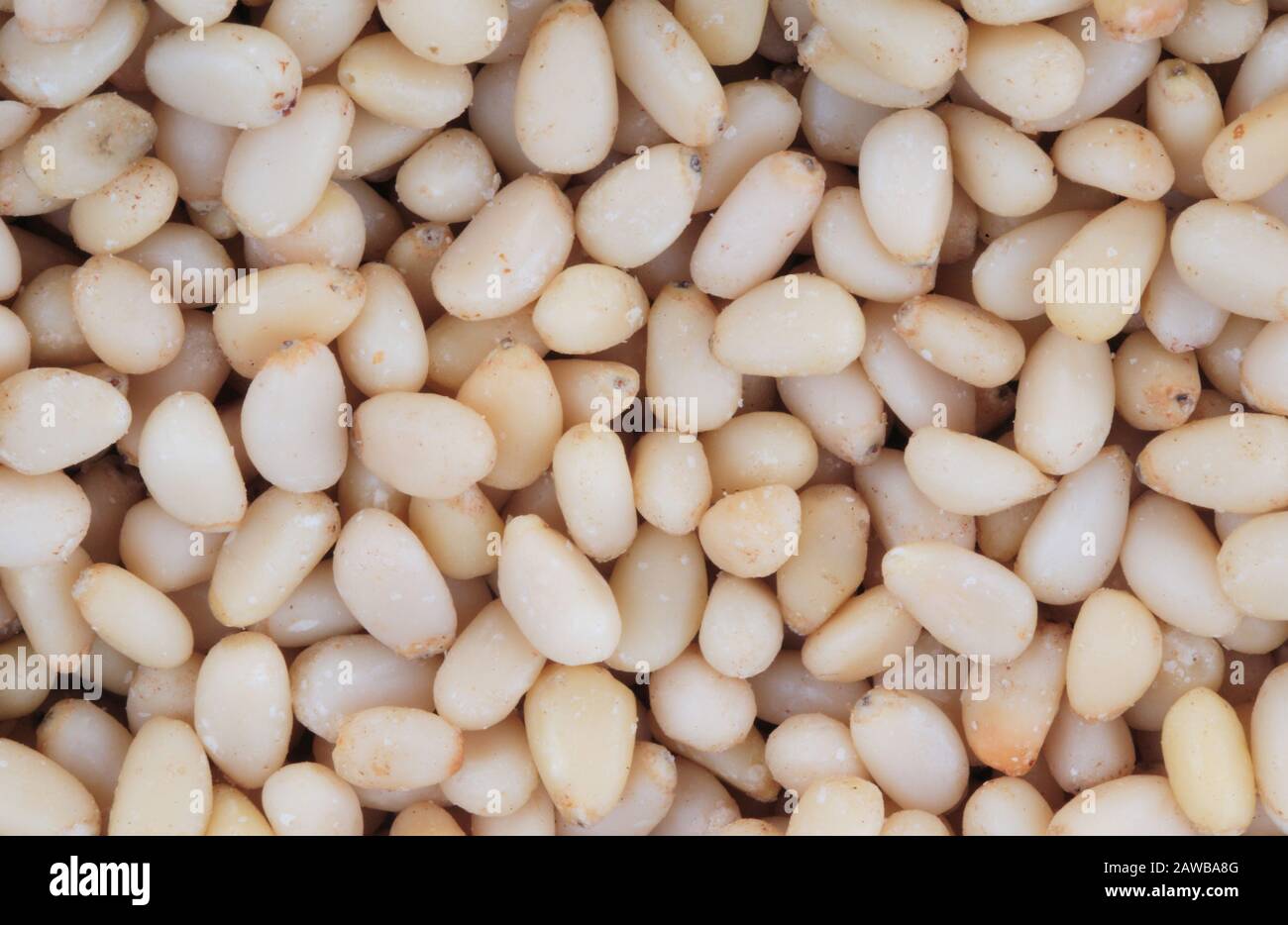 many cedar nut at day Stock Photo - Alamy