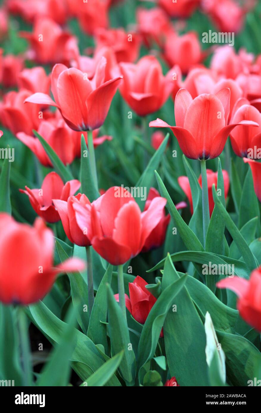 Red Tulip at Spring Stock Photo - Alamy