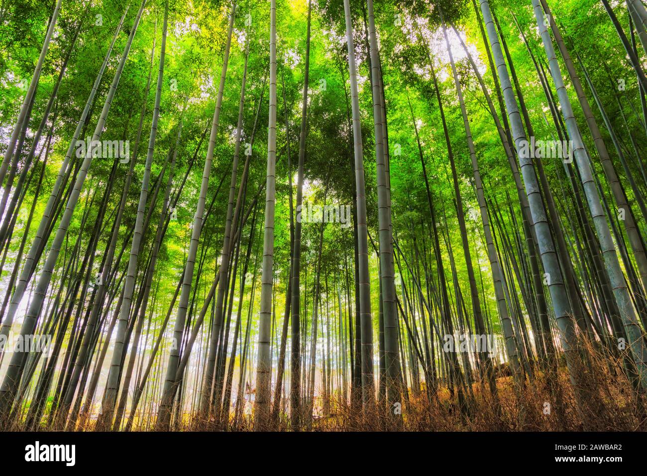 Green canopy hi-res stock photography and images - Alamy