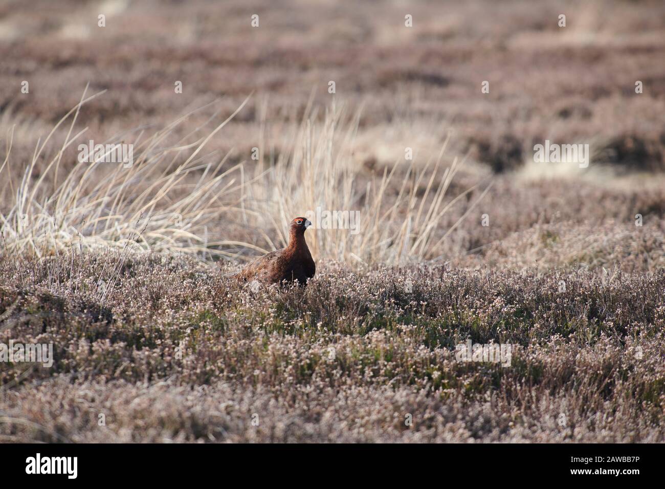 Red Grouse (Lagopus lagopus) North Yorkshire Moors National Park ...