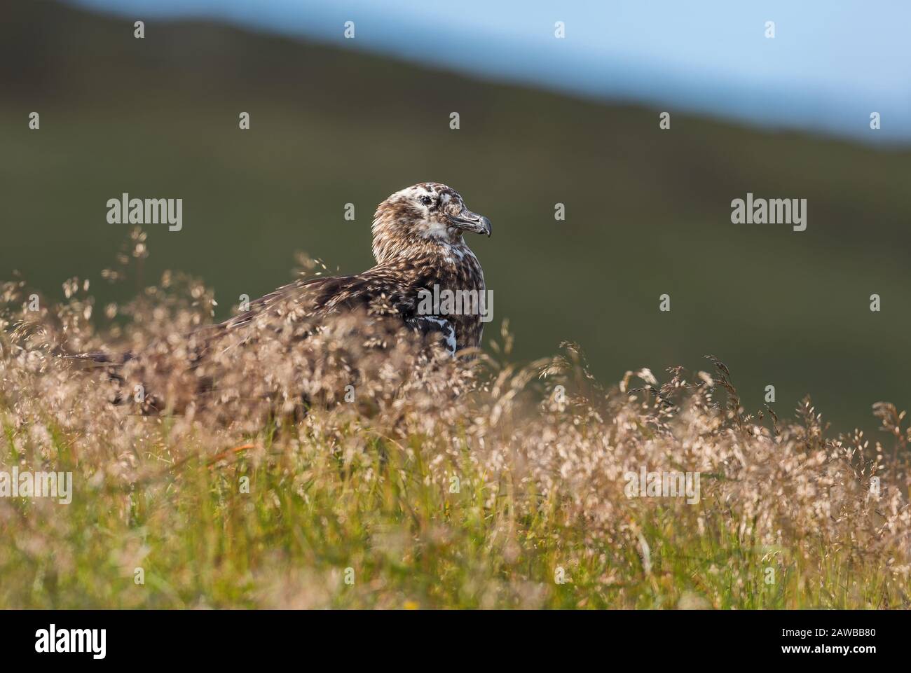 Great Skua - Catharacta skua - large brown sea bird from North Atlantic ...