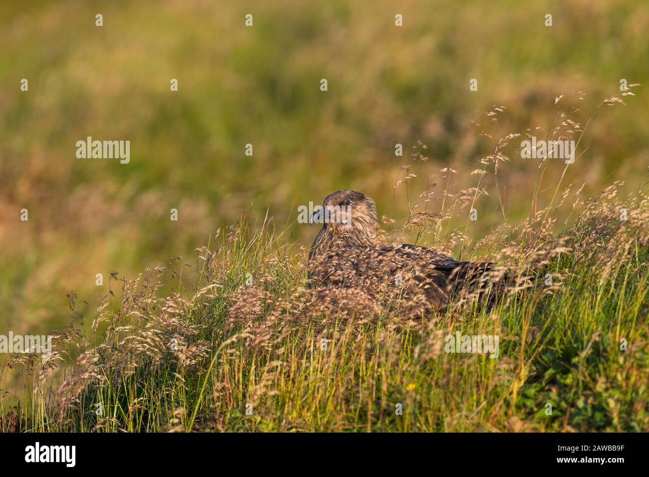 Large sea birds hi-res stock photography and images - Alamy