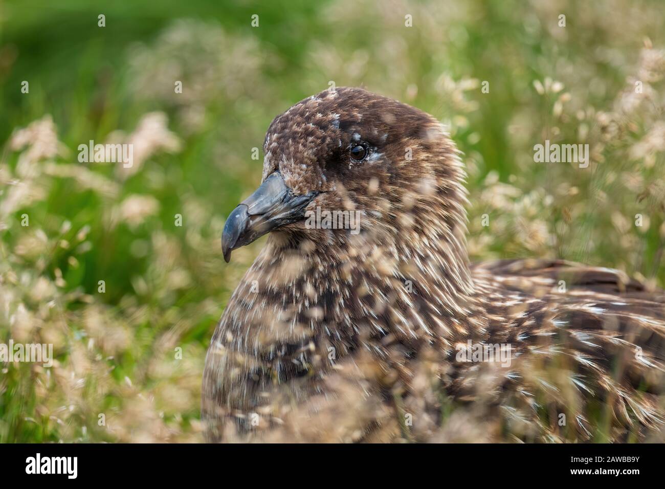 Great Skua - Catharacta skua - large brown sea bird from North Atlantic ...