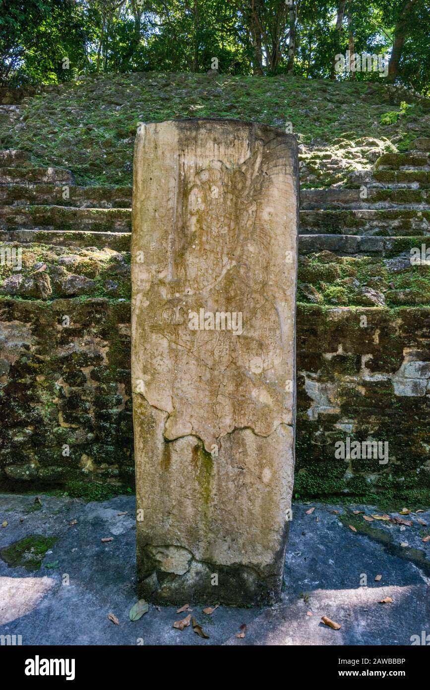 Stela 9 at Structure N10-27 at Lamanai, Maya ruins, rainforest near ...