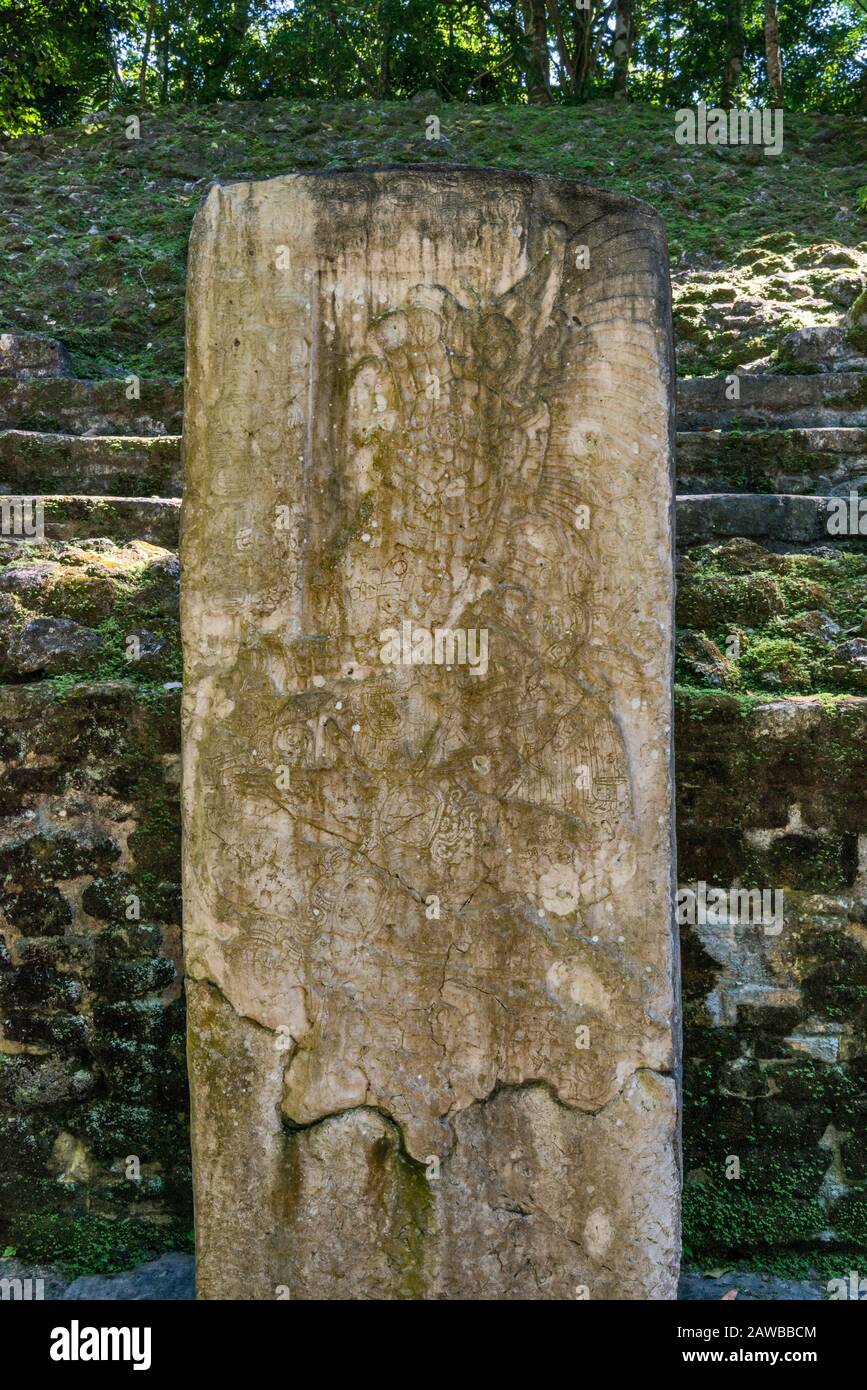 Stela 9 at Structure N10-27 at Lamanai, Maya ruins, rainforest near ...