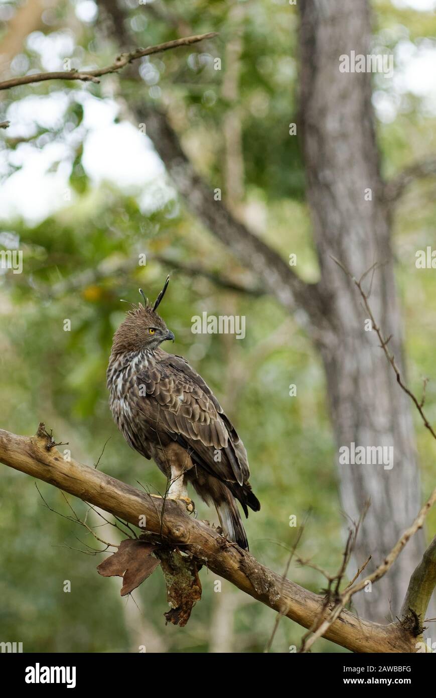 Eagle eating snake hi-res stock photography and images - Alamy