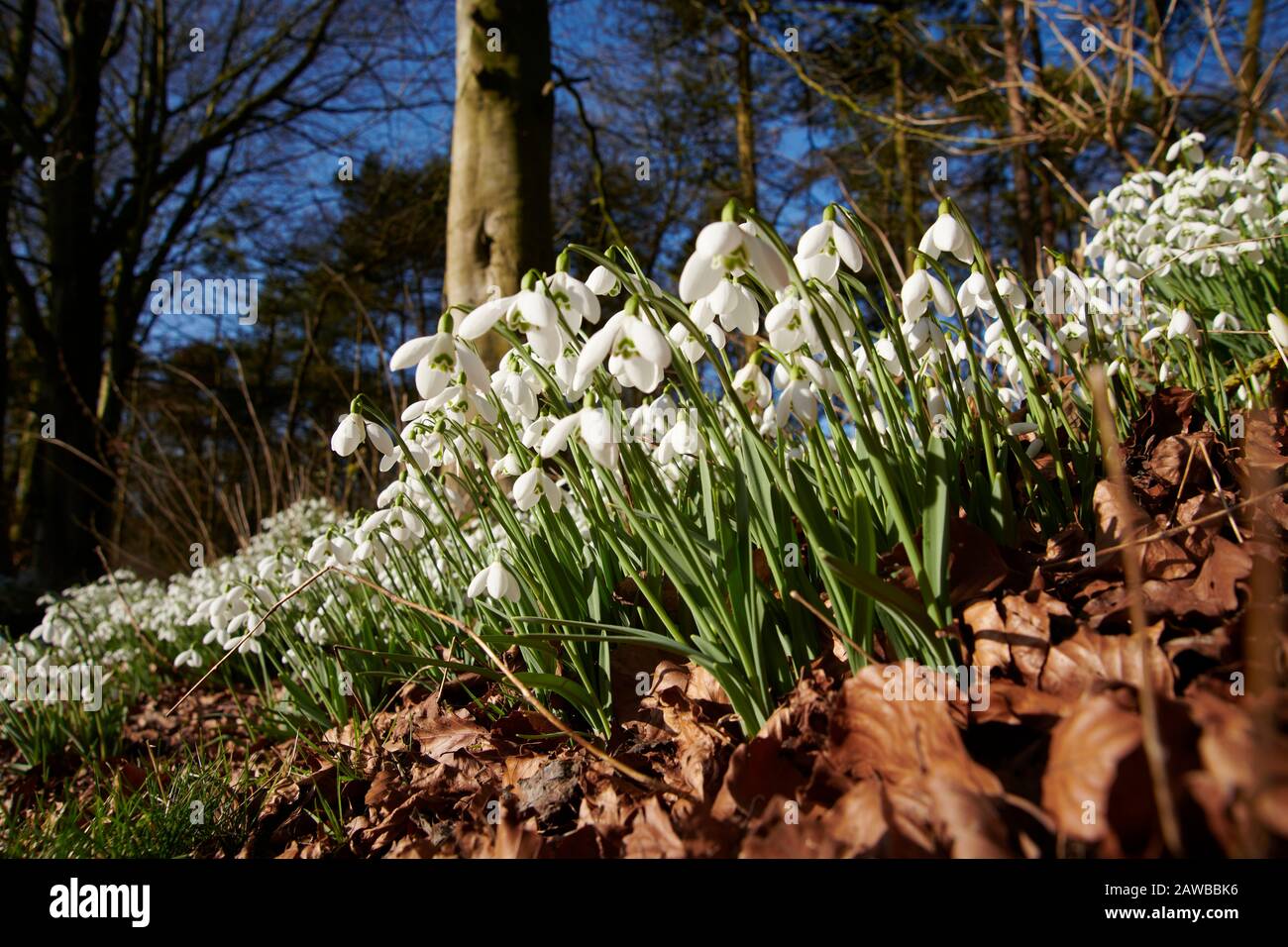Snowdrops (Galanthus nivalis) growing at the roadside in East Yorkshire ...