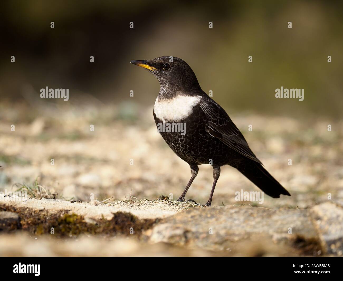 Ring ousel uk hi-res stock photography and images - Alamy