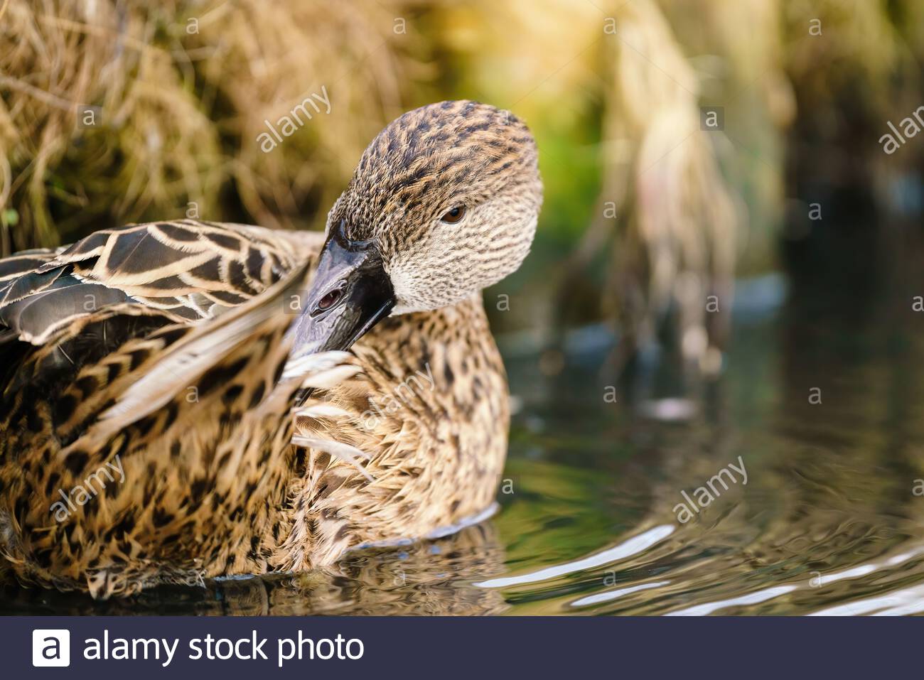 Red Shoveler High Resolution Stock Photography and Images - Alamy