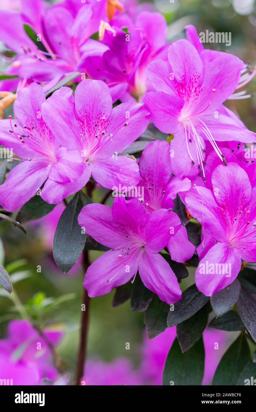 Violet azalea, concept of landscaping, bush of blooming azalea ...