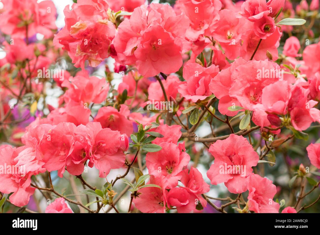 red azalea, gardening concept, bush of blooming azalea, background for ...