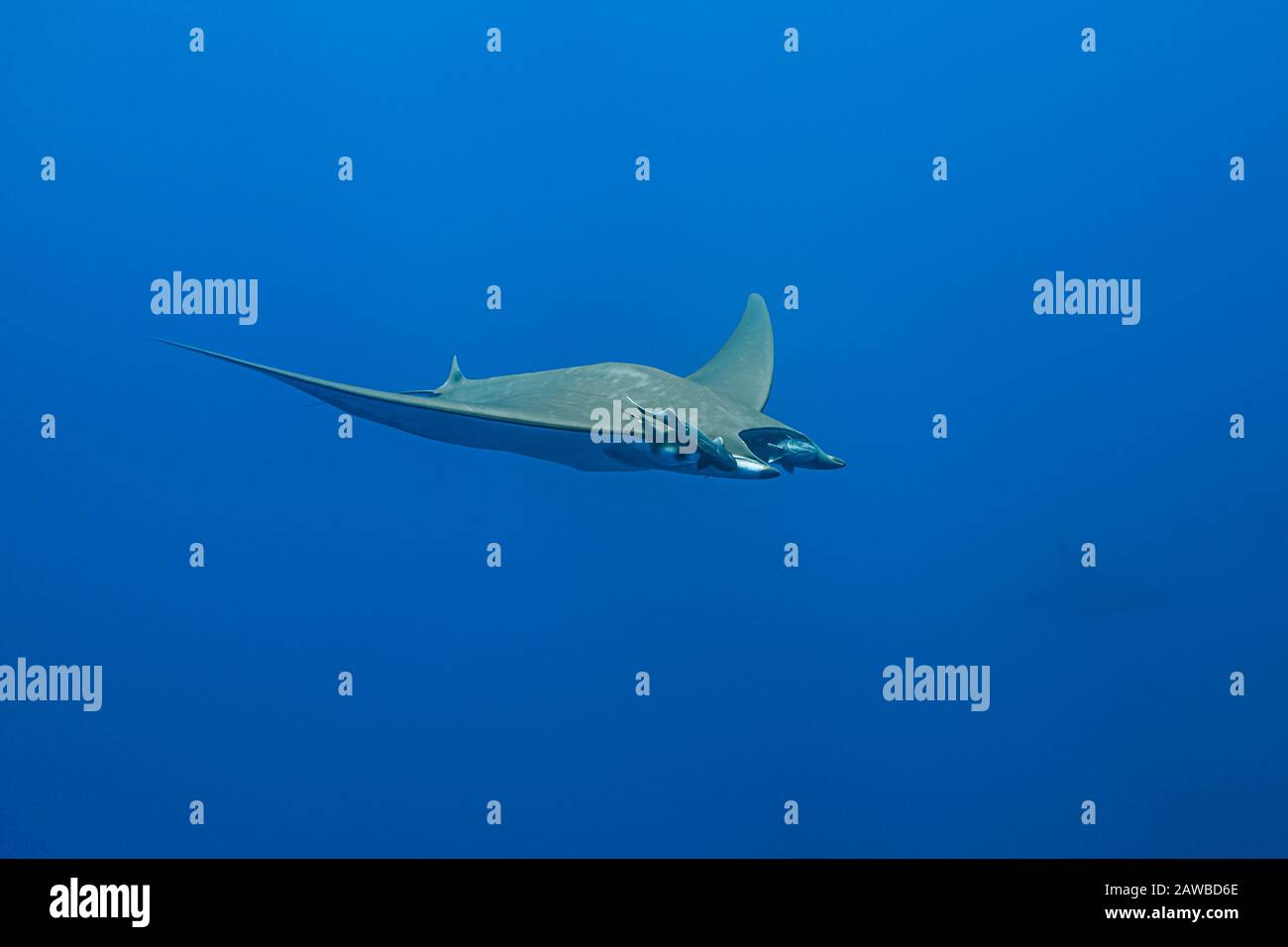 Mobula mobular hi-res stock photography and images - Alamy