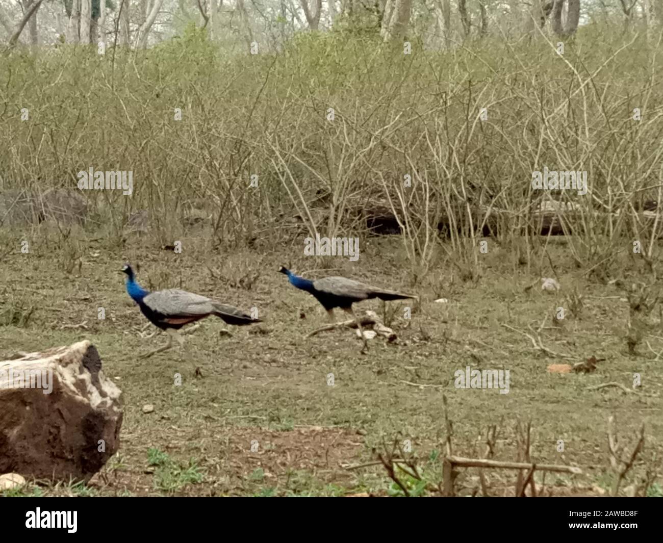 Peacock running - ooty India Stock Photo - Alamy