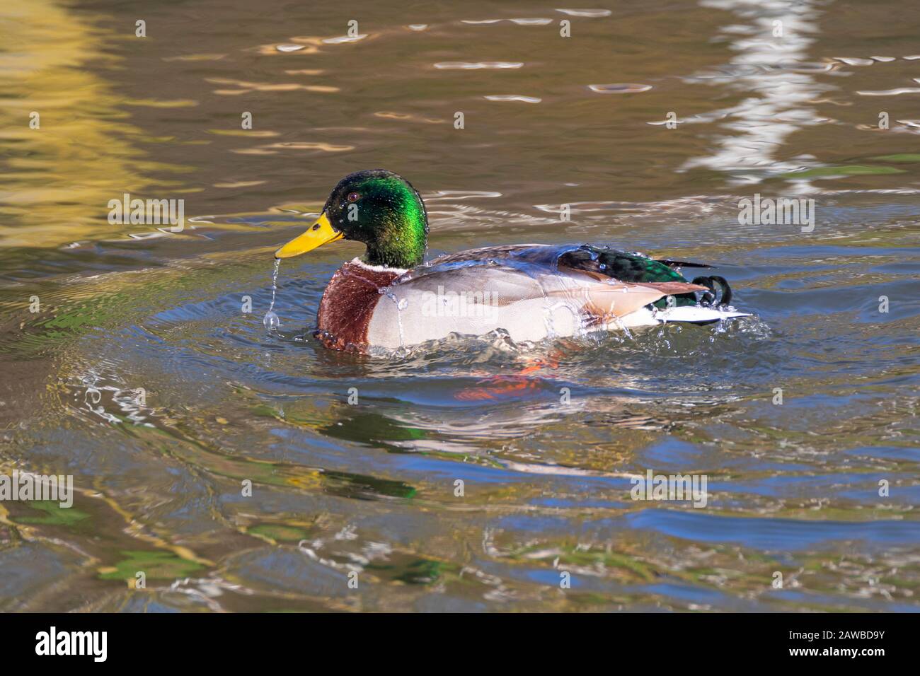 Anas platyrhynchos washing hi-res stock photography and images - Alamy