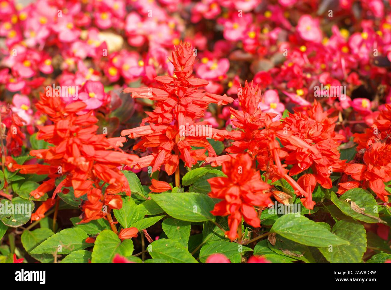 red little flowers Stock Photo - Alamy