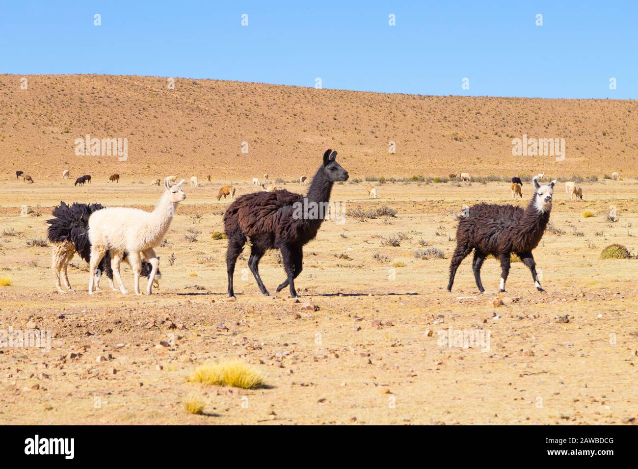 Bolivian llama breeding on Andean plateau,Bolivia Stock Photo - Alamy