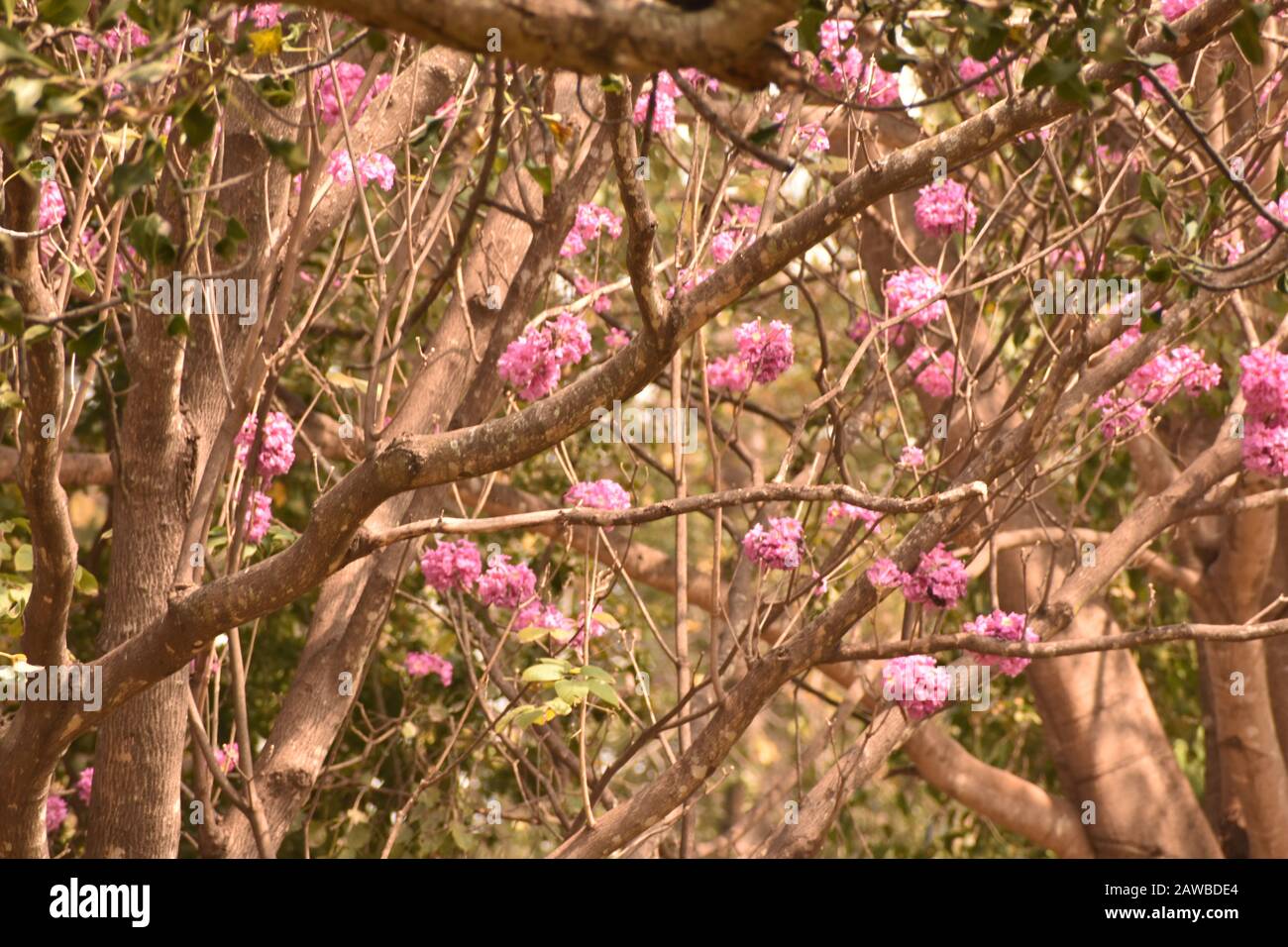 Trees in Lalbagh Stock Photo - Alamy