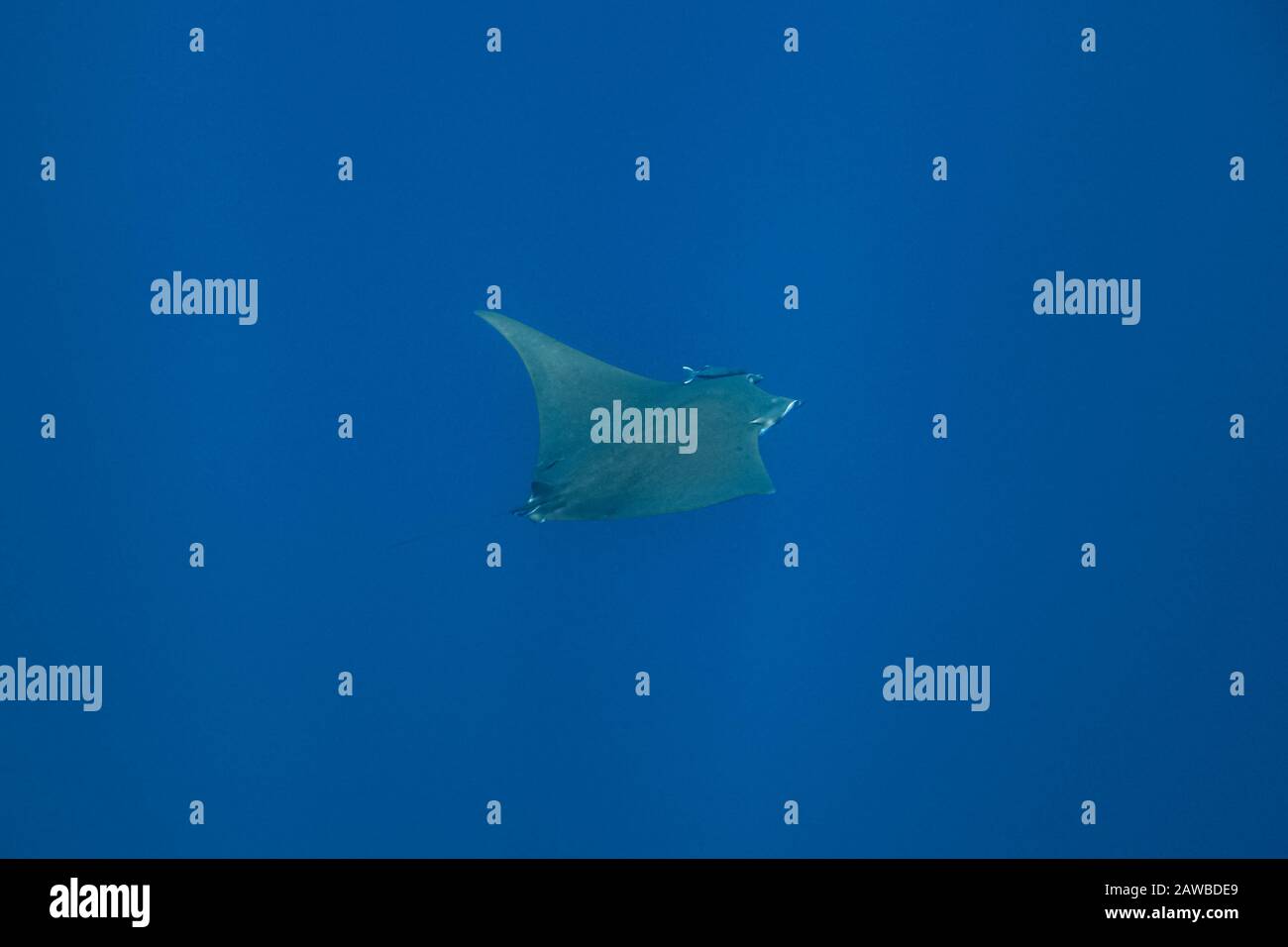 Ray Mobula - Raie Mobula (Mobula mobular), Pico Island, Azores ...