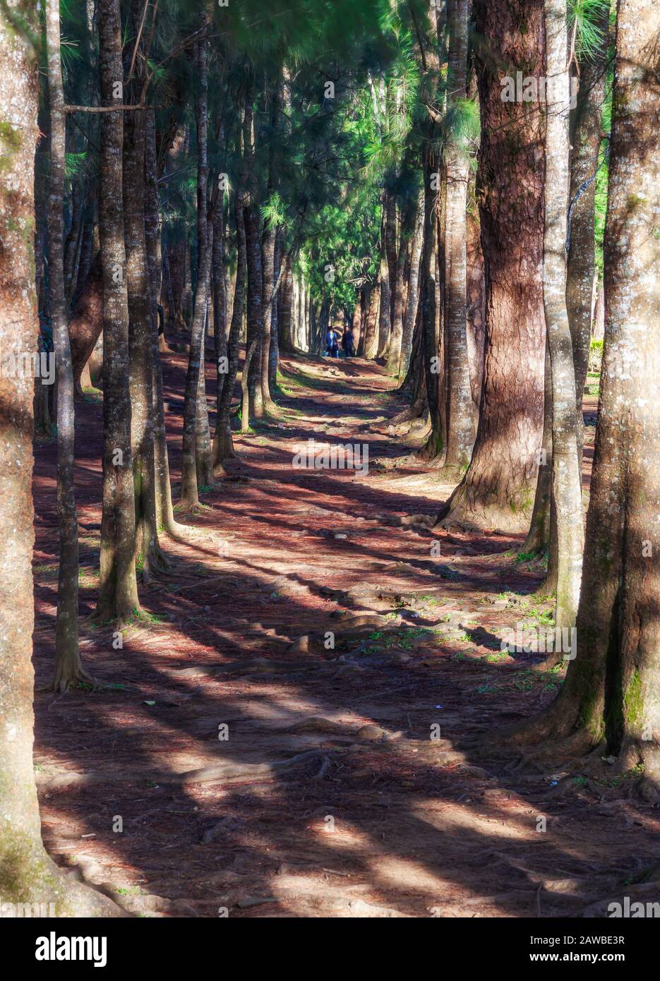 Baguio City, Philippines - December 21, 2019: Tall Pine Trees at Wright ...
