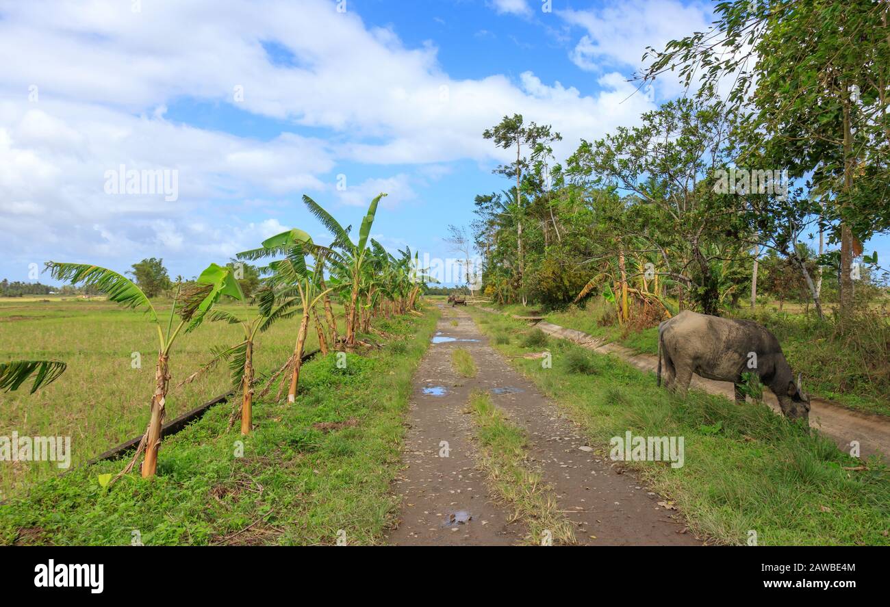 Farm in Tabontabon, Leyte, Philippines Stock Photo - Alamy