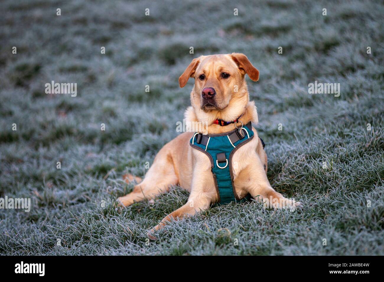 Young Yellow Labrador laying in the frost, Abington Park, Northampton ...