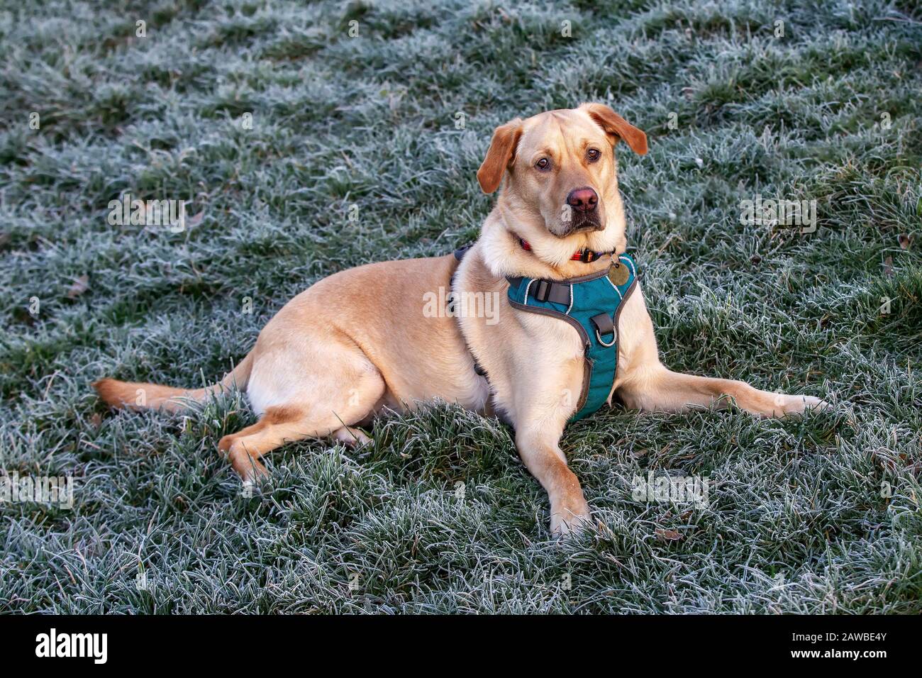 Young Yellow Labrador laying in the frost, Abington Park, Northampton ...