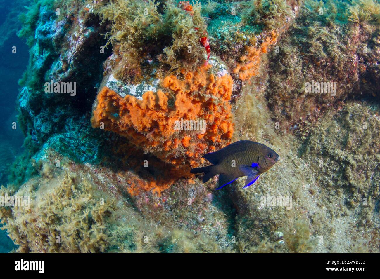 Blue-fin damselfish-demoiselle à ailes bleue (Abudefduf luridus) Pico ...