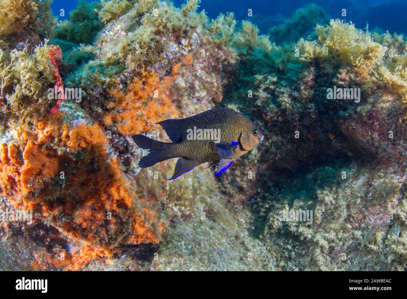 Blue-fin damselfish-demoiselle à ailes bleue (Abudefduf luridus), Pico ...