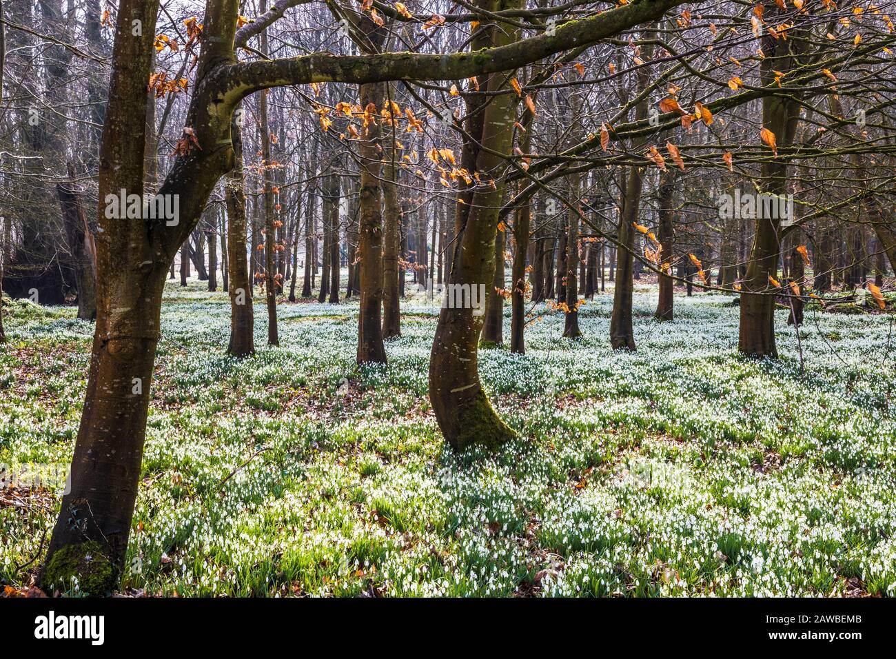 Snowdrops at Welford Park in Berkshire Stock Photo - Alamy