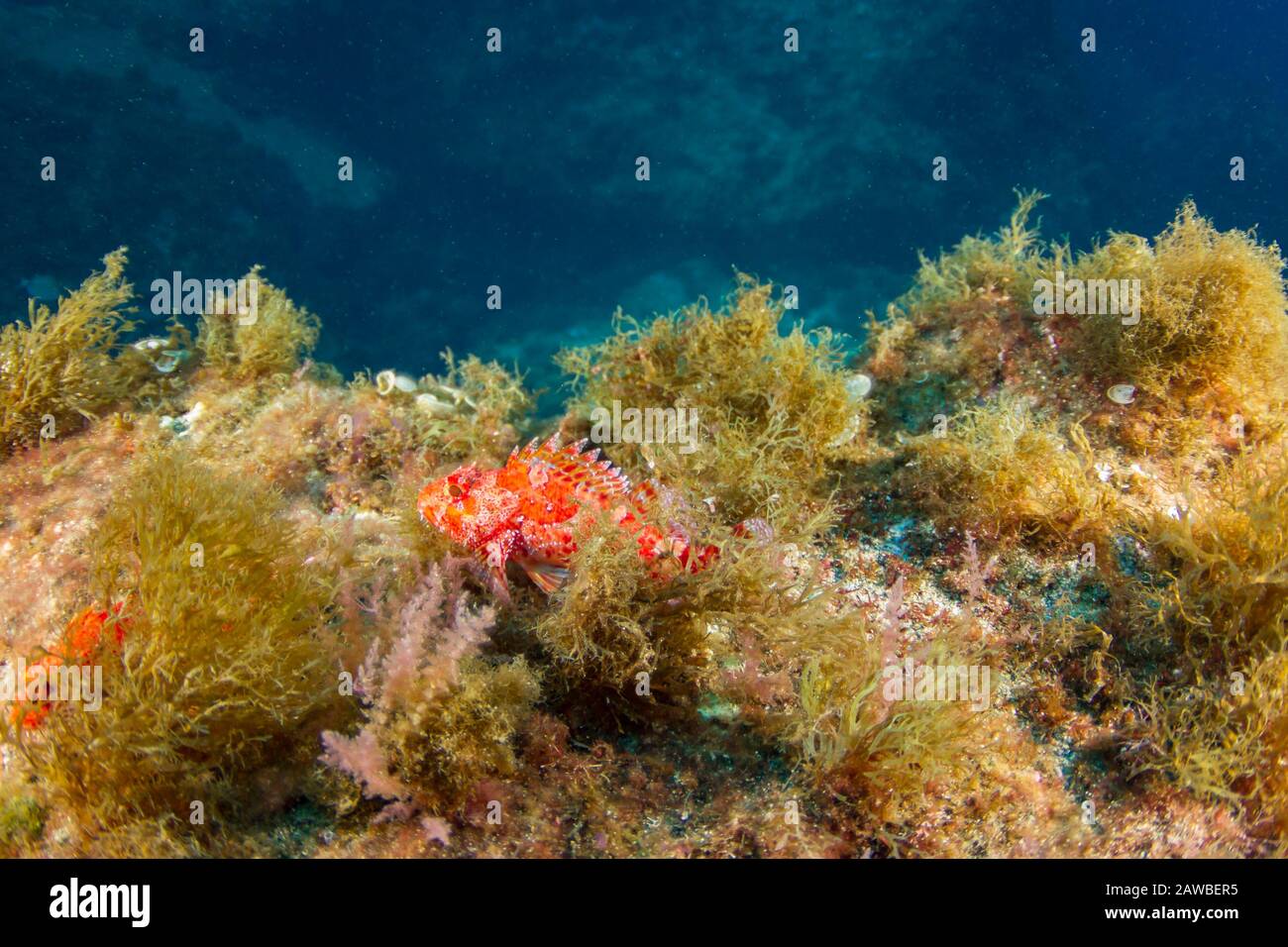 Red scorpionfish-Rascasse rouge (Scorpaena Notata), Pico Island, Azores ...