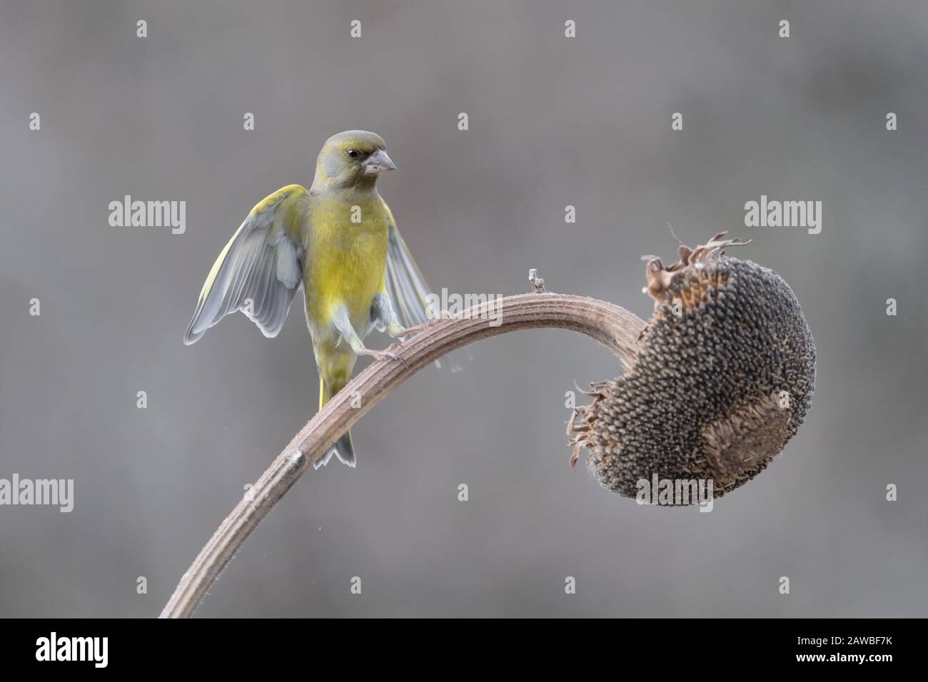 European greenfinch in flight on sunflower (Chloris chloris Stock Photo ...