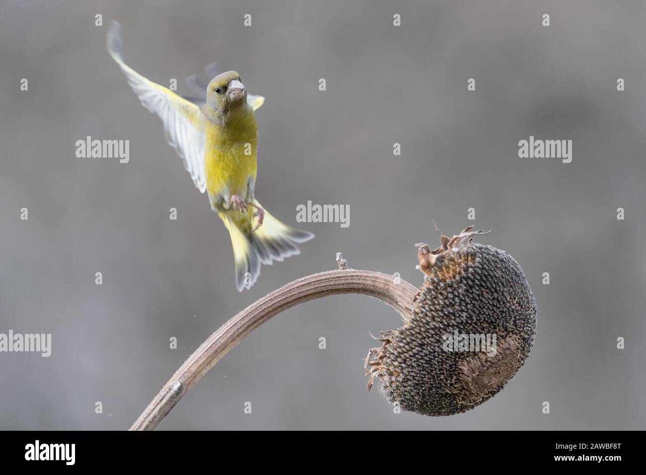 European greenfinch in flight on sunflower (Chloris chloris Stock Photo ...