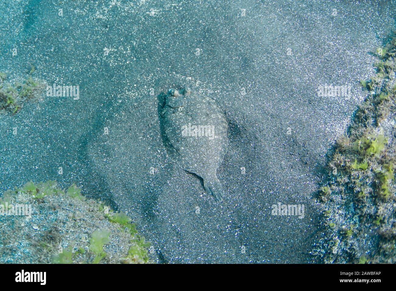 Flounder fish-Rhombou (Bothus podas) Pico Island, Azores Archipelago ...