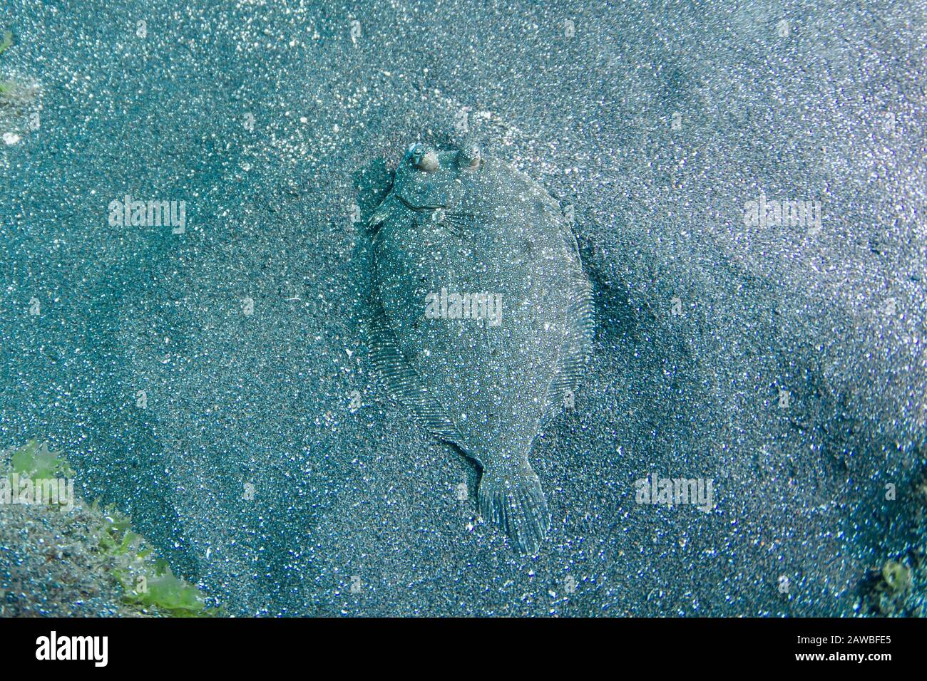 Flounder fish-Rhombou (Bothus podas) Pico Island, Azores Archipelago ...
