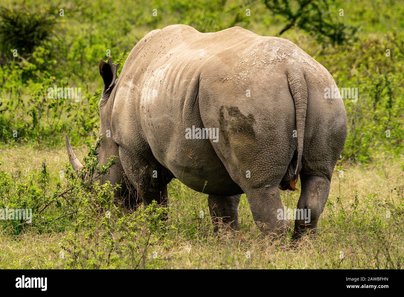Bull Masai Mara High Resolution Stock Photography and Images - Alamy