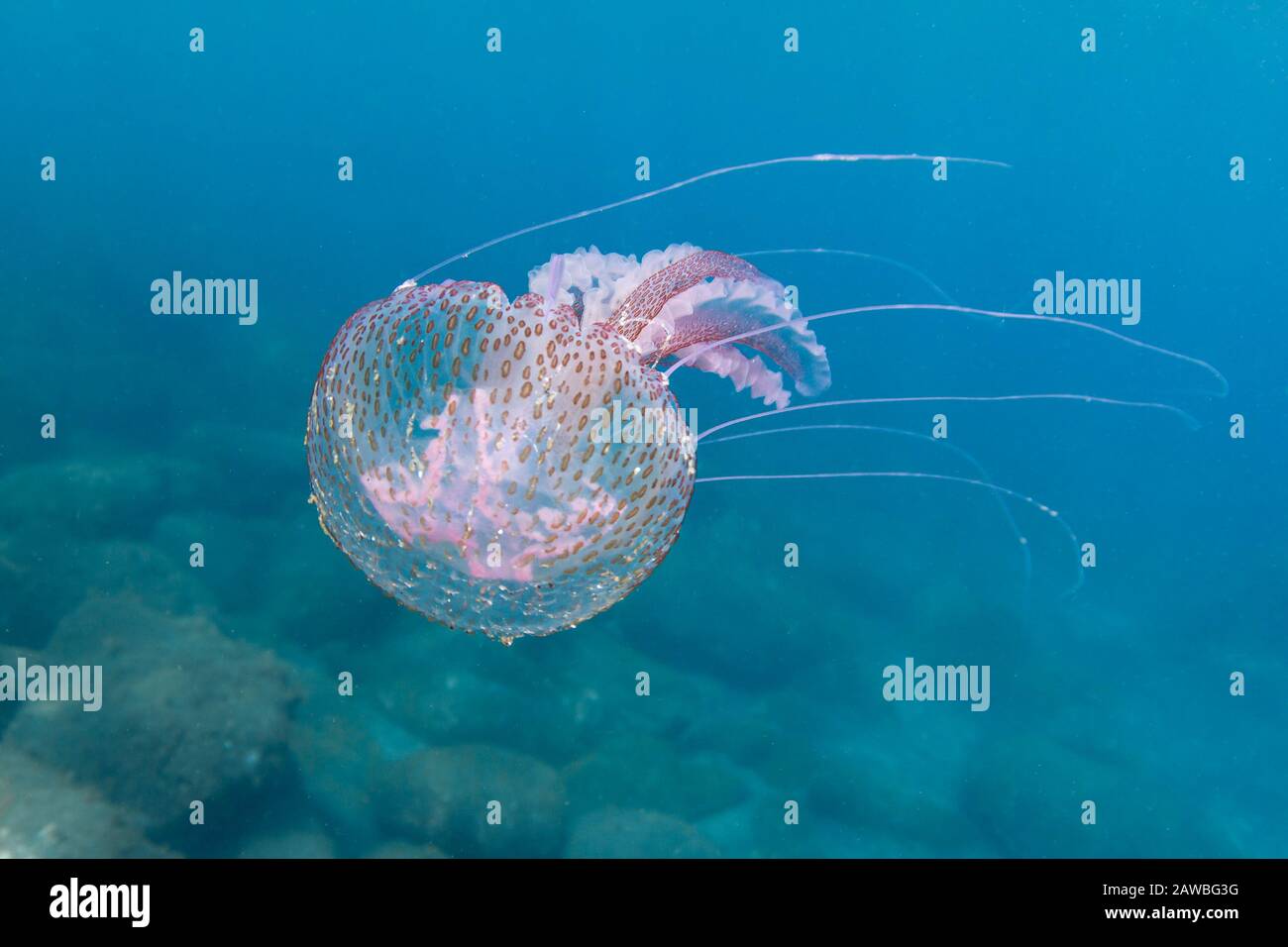 Méduse sous marine hi-res stock photography and images - Alamy