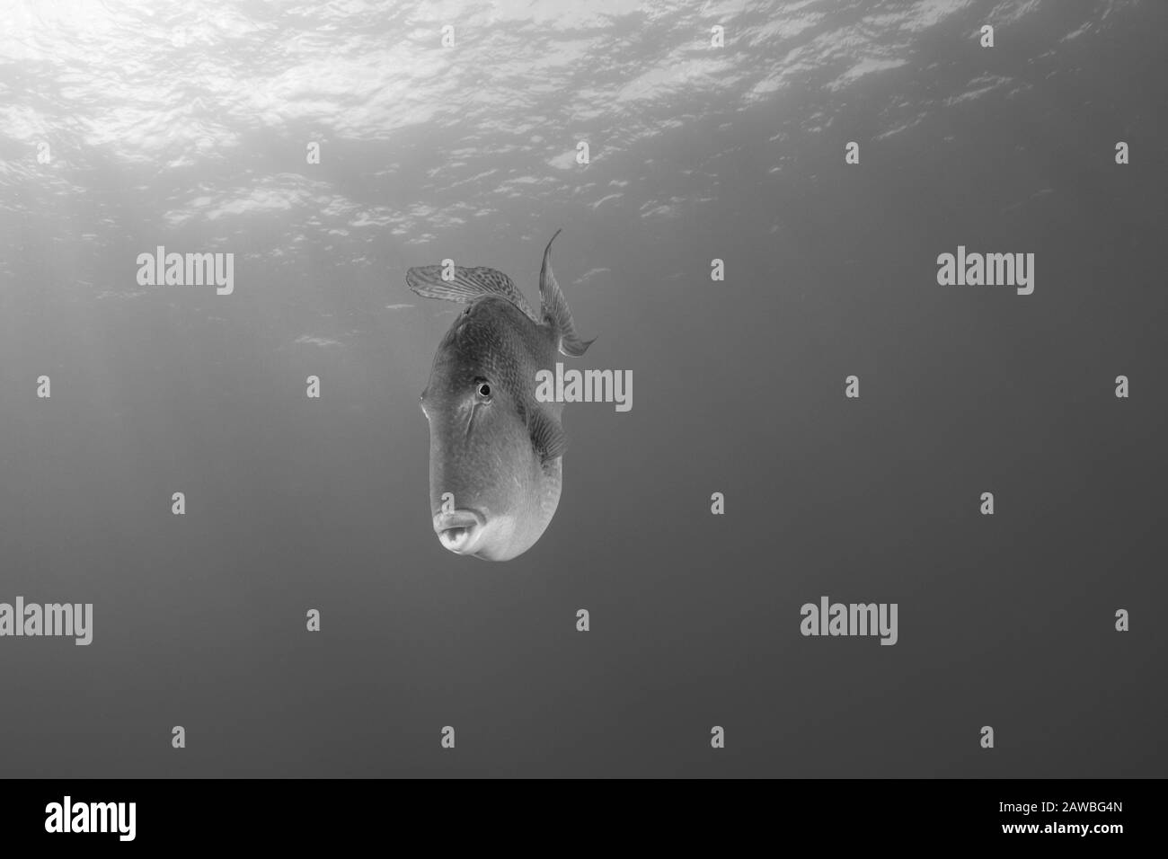 Grey triggerfish-Baliste gris (Balistes capriscus )Pico Island, Azores ...