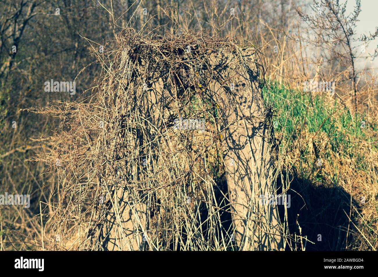 Overgrown ruins in the forest. old abandoned construction. rural ...