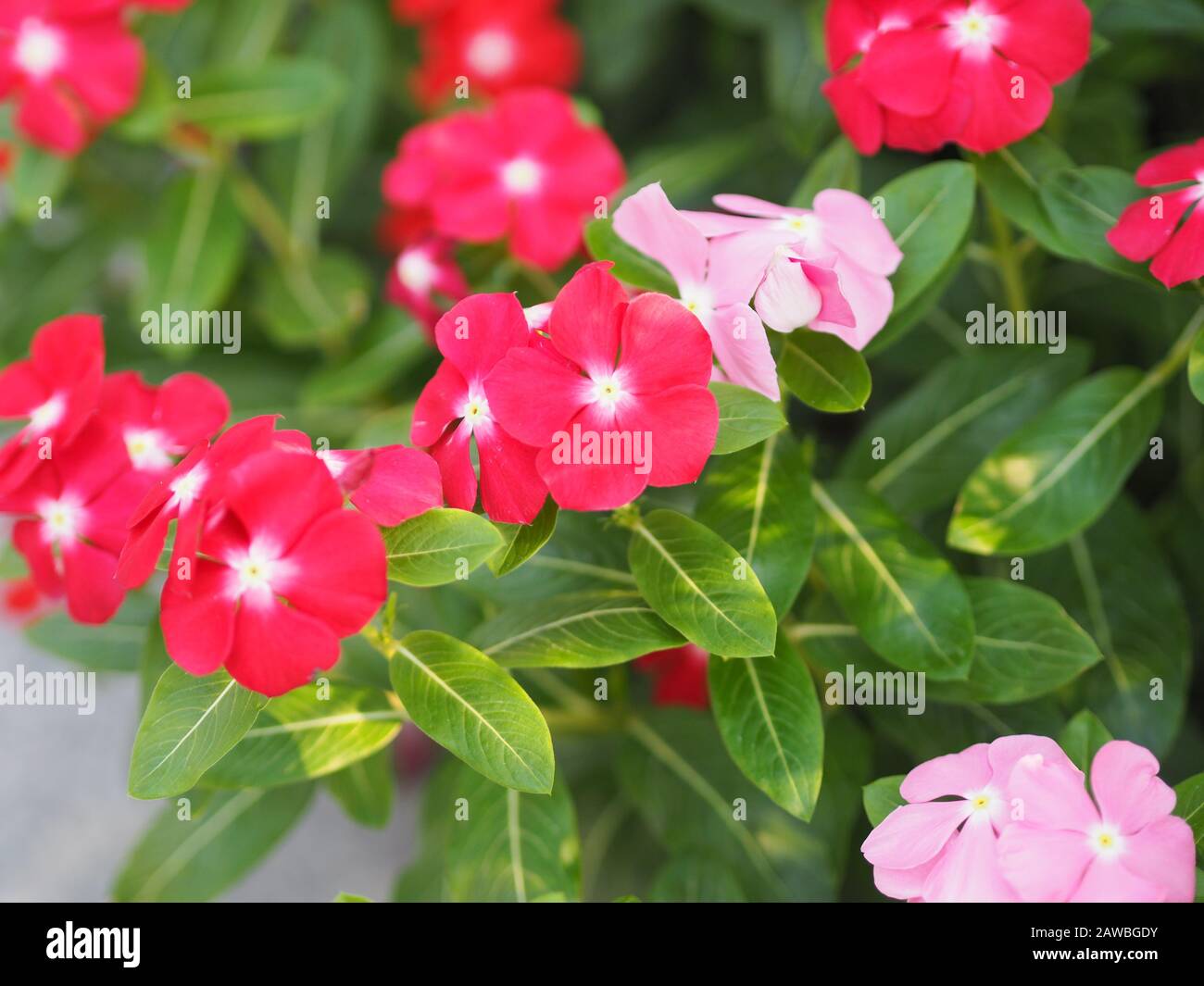 Common name West Indian periwinkle, Madagascar periwinkle, Bringht eye ...
