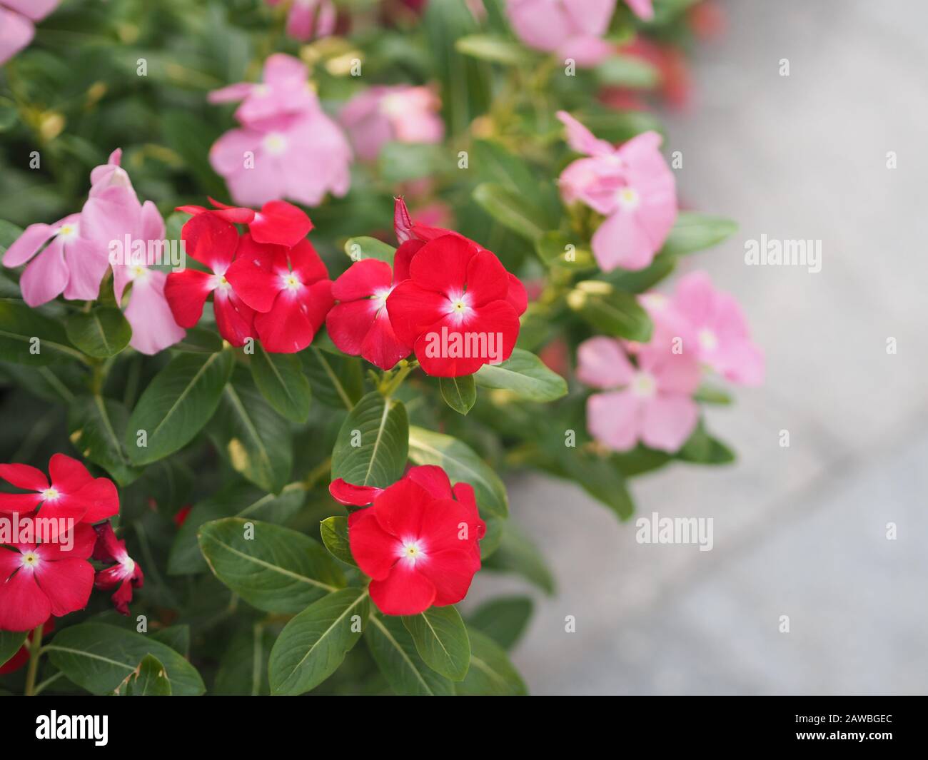 Common name West Indian periwinkle, Madagascar periwinkle, Bringht eye ...