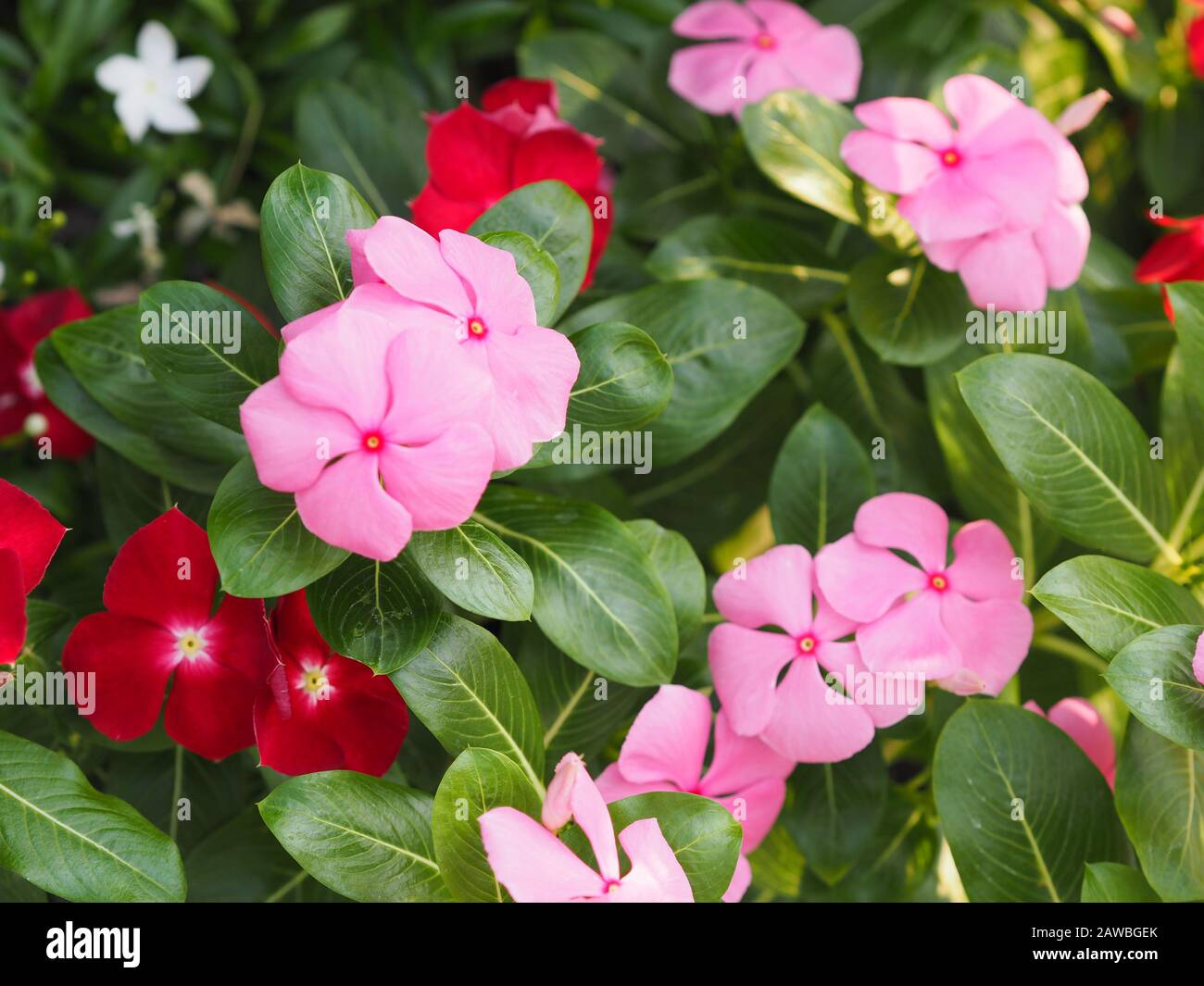 Common name West Indian periwinkle, Madagascar periwinkle, Bringht eye ...