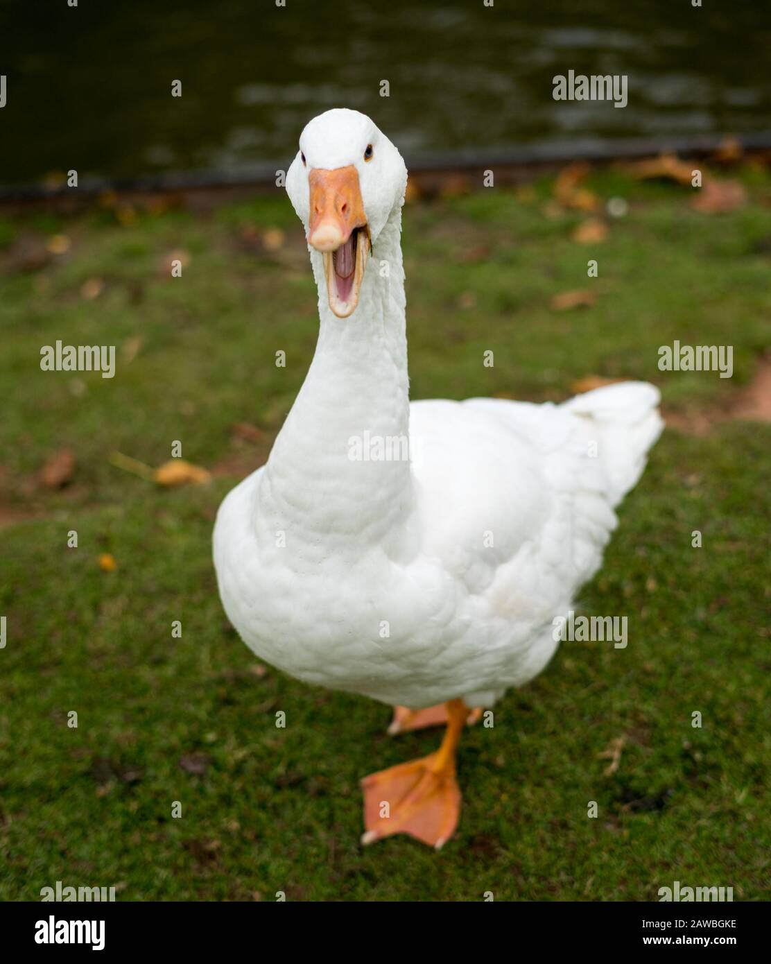 Coventry zoo hi-res stock photography and images - Alamy